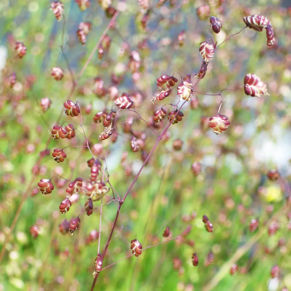 Briza media I Svenskt namn :Darrgräs I Krukstorlek : SQ1 I Förväntad ...