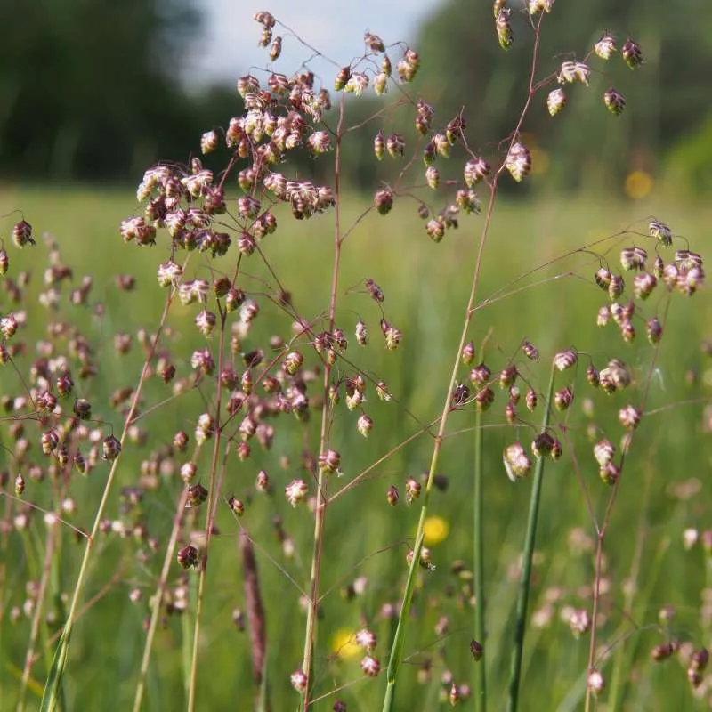Briza media I Svenskt namn :Darrgräs I Krukstorlek : SQ1 I Förväntad ...