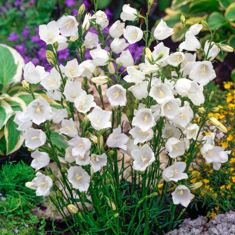 Campanula persicifolia Alba I Svenskt namn :Storklocka I Krukstorlek ...