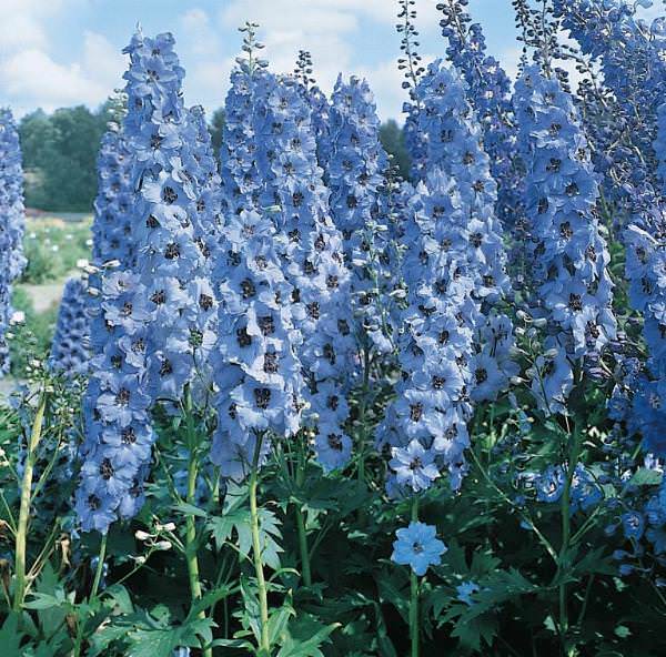 3945 Delphinium elatum Blue Bird I Svenskt namn :Trädgårdsriddarsporre ...