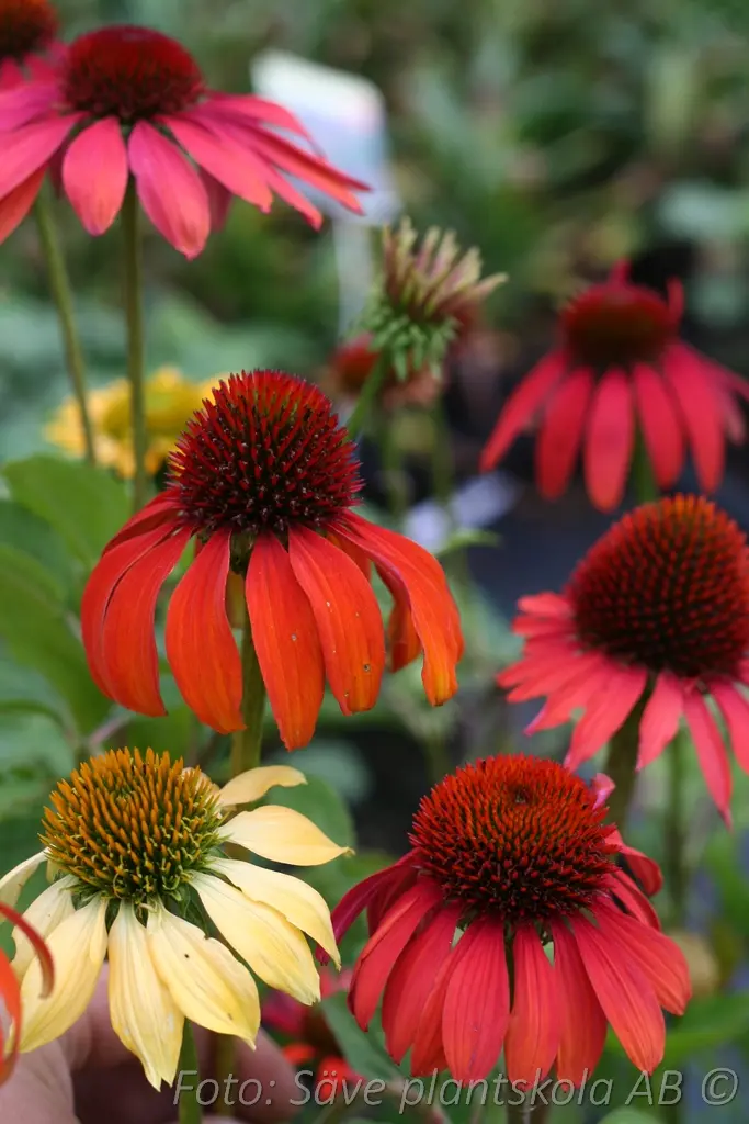 Echinacea Cheyenne Spirit I Svenskt namn :Solhatt I Krukstorlek : SQ1 I ...