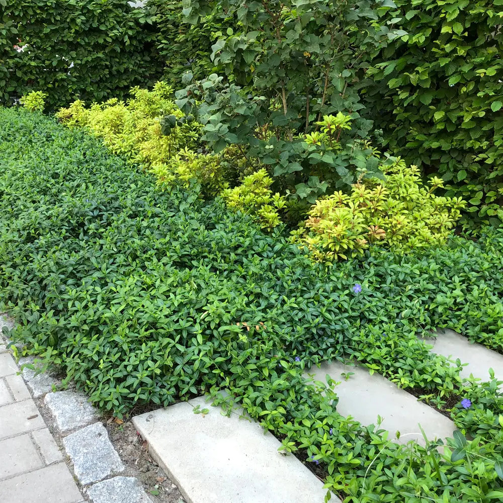 Vinca minor I Svenskt namn :Vintergröna I Krukstorlek : 11c I Förväntad ...