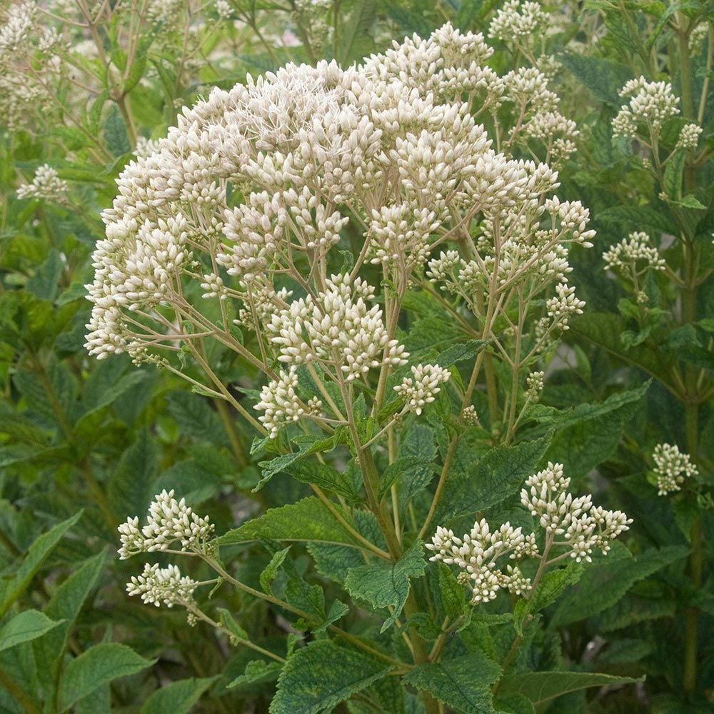 Eutrochium maculatum Snowball (PBR) I Svenskt namn :Rosenflockel I ...