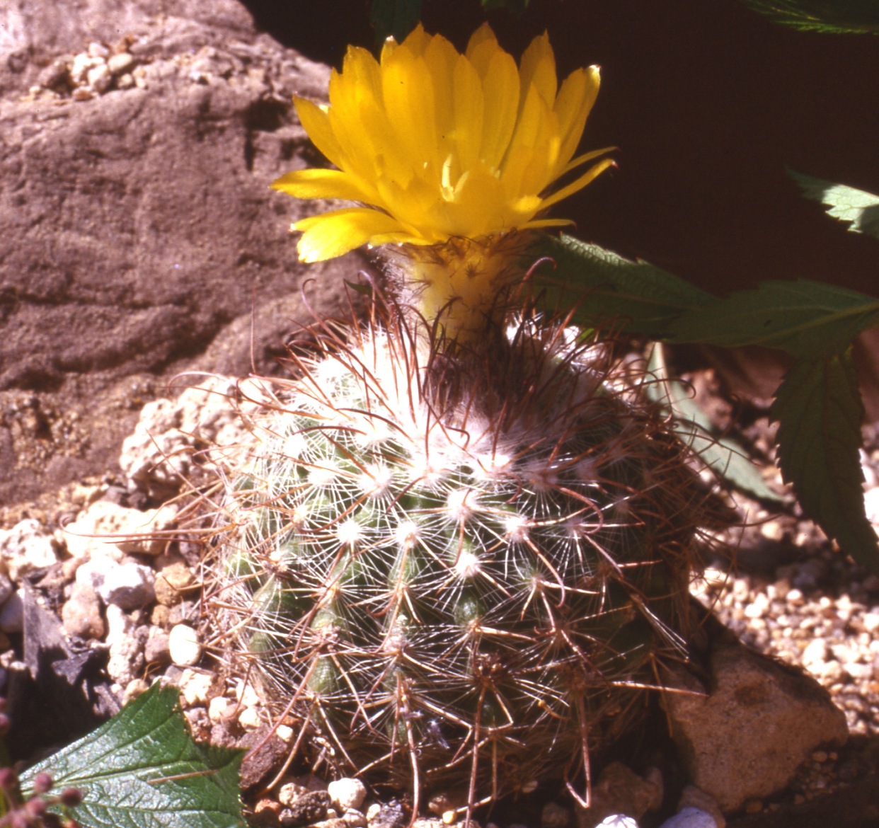 SuccSeed - Parodia setifera ME 43 (Eichler) (Lumbreras)