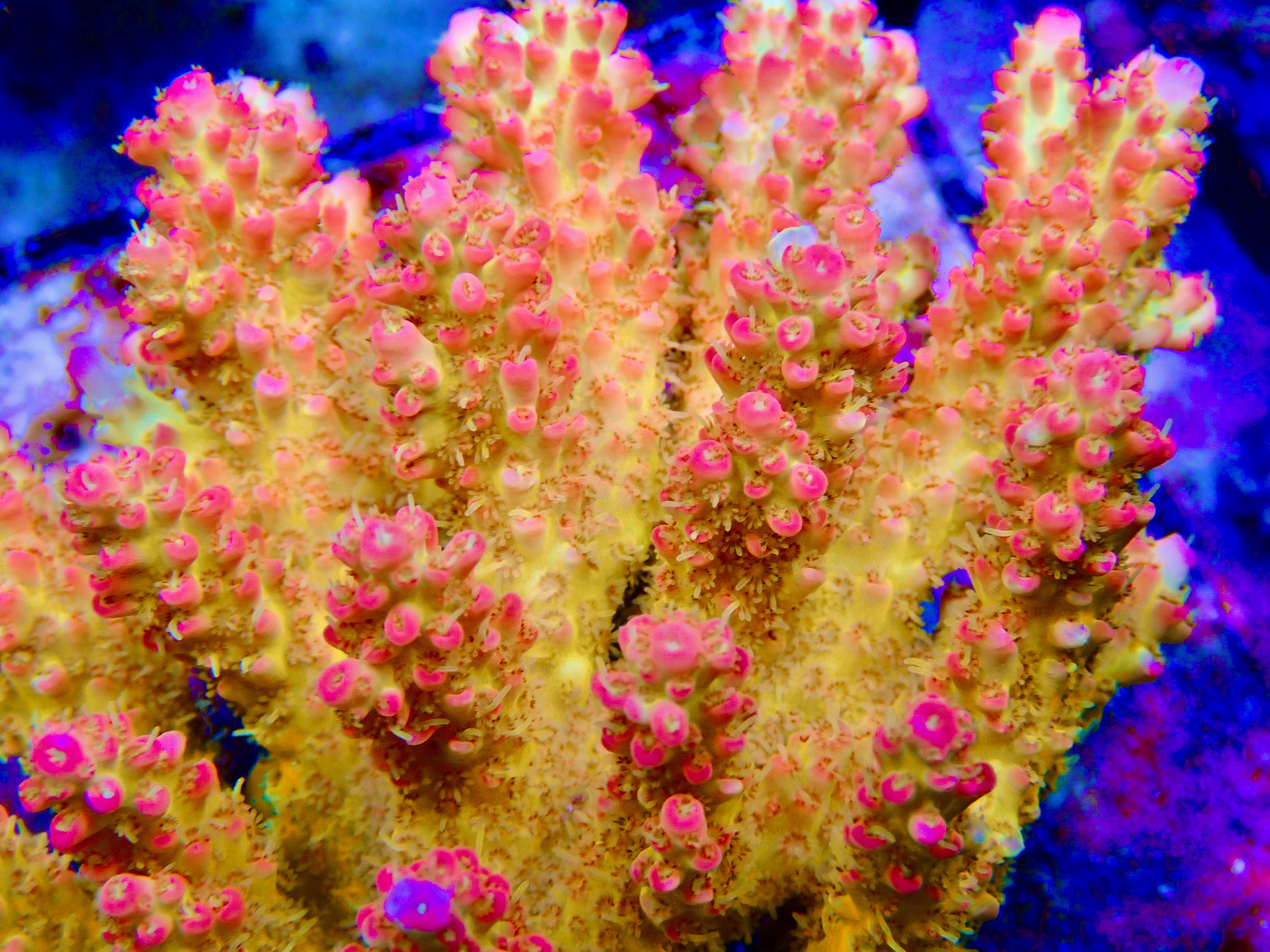 Acropora spp. OOL Flame Halo - Salt i Väst