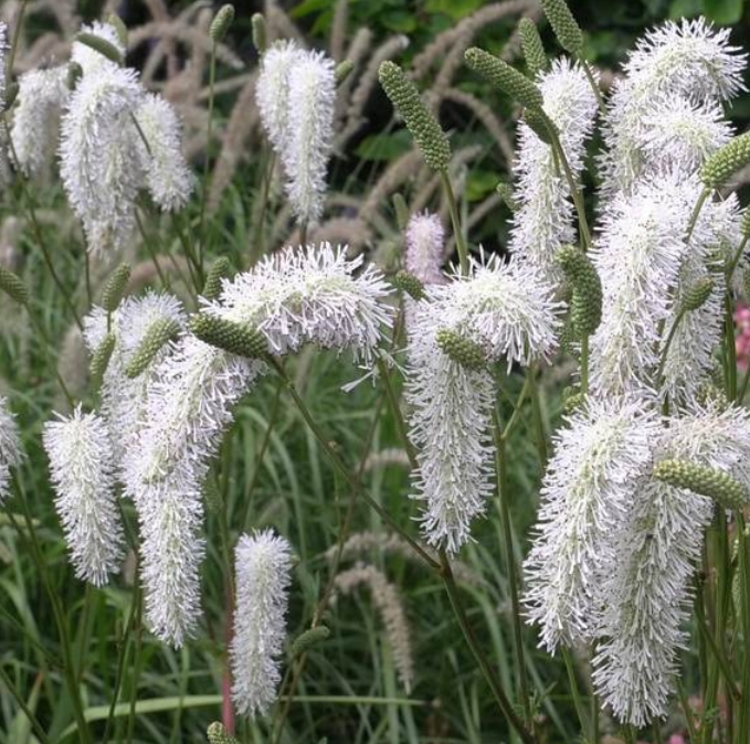 7802 Sanguisorba Burr Blanc I Svenskt namn :Pimpinell I Krukstorlek ...