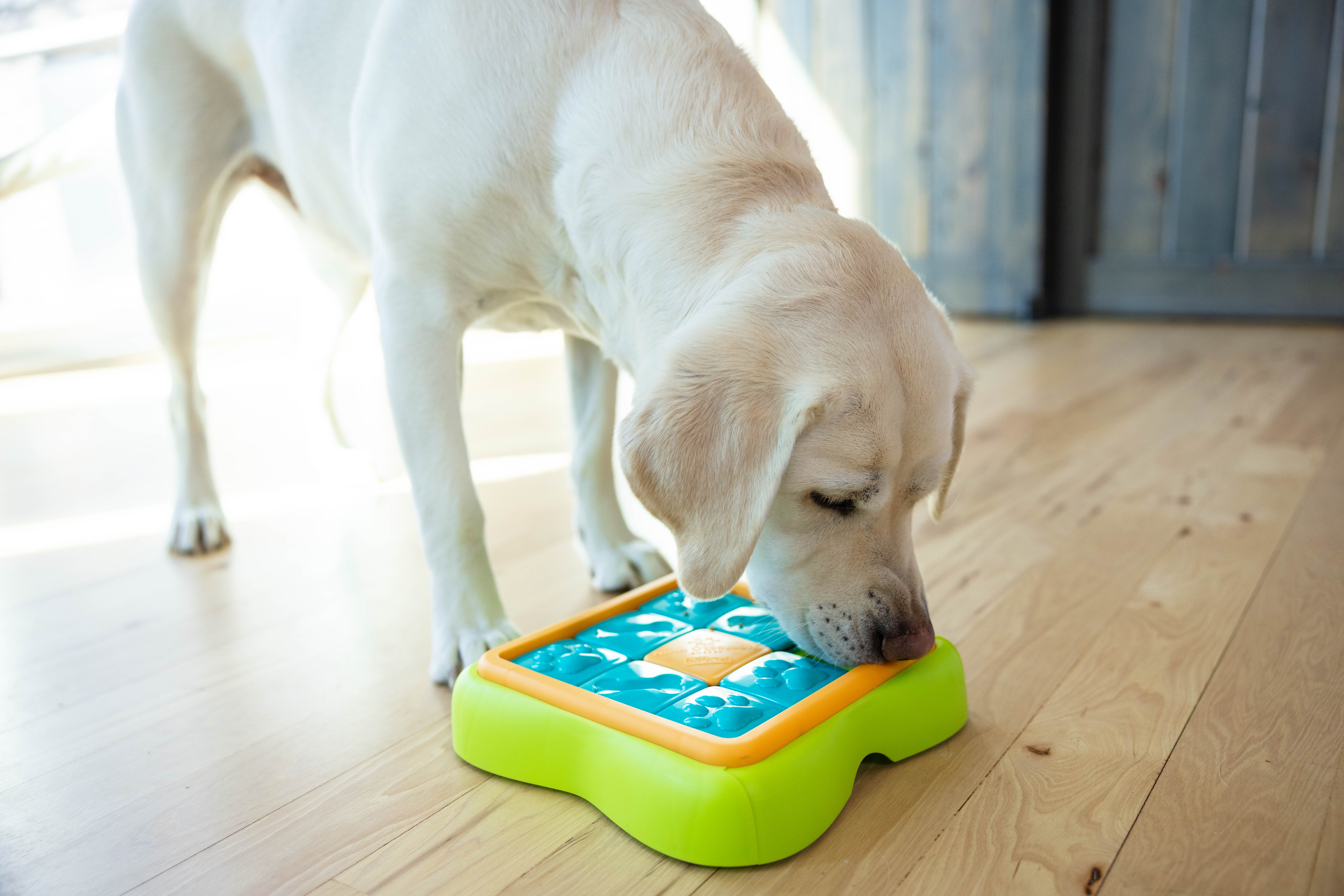 CHALLENGE SLIDER - SMALL - DOG PUZZLE GAME - Nina Ottosson Treat Puzzle ...