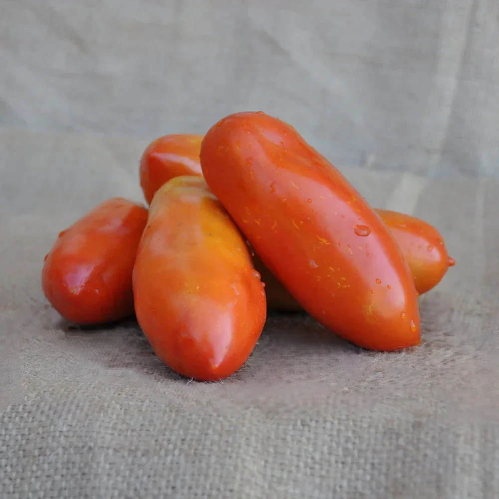 San Marzano Tomat Onorio F1 – Perfekt för sås & odling i växthus