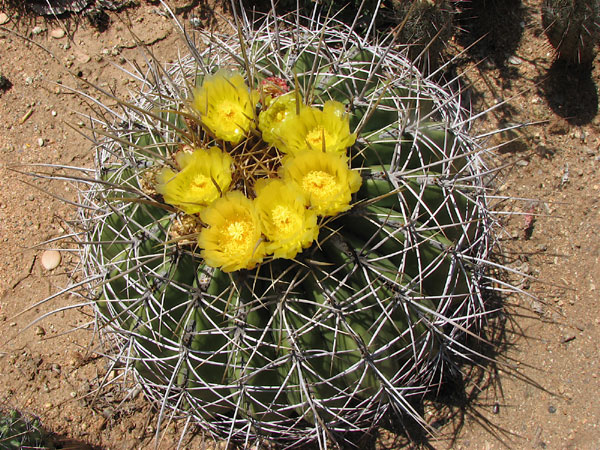 SuccSeed - Ferocactus alamosanus