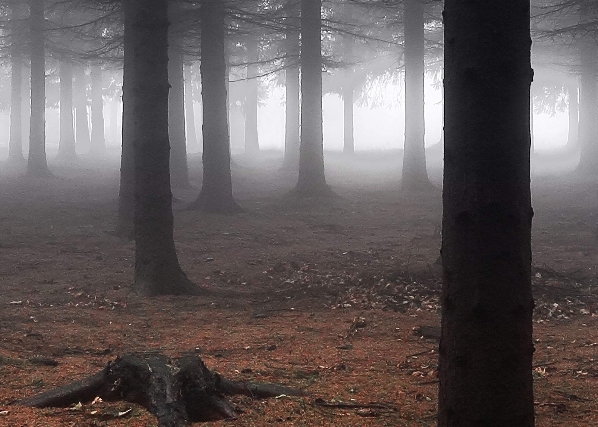 Dark Forest Paintings Forest Artwork – Sunset Oaks Creations