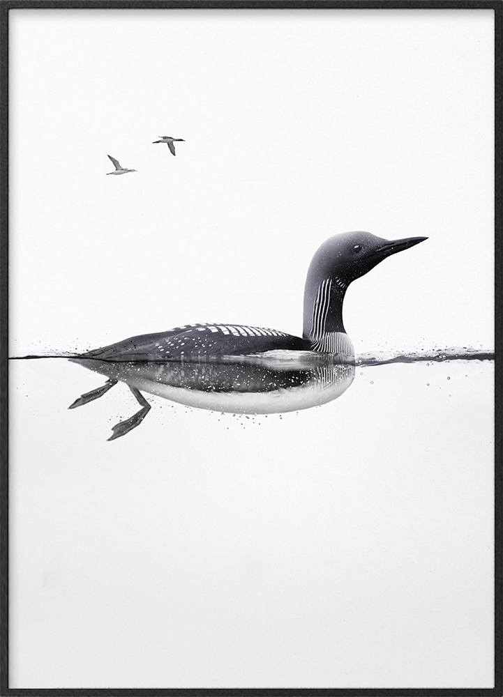 Kuikka - Riistamotiivi™ | Ainutlaatuiset julisteet villieläimistä ...