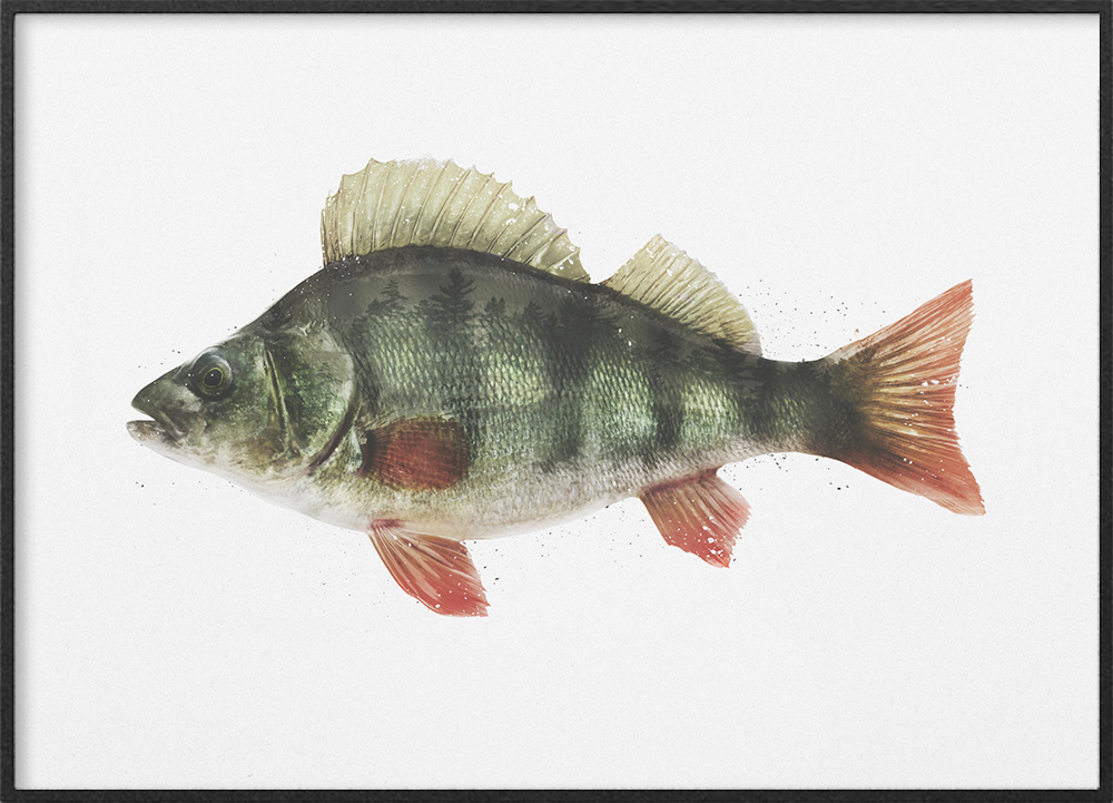 Värikäs ahven - Riistamotiivi™ | Ainutlaatuiset julisteet ...