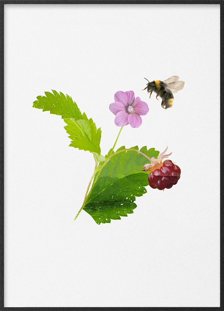 Mesimarja - Riistamotiivi™ | Ainutlaatuiset julisteet villieläimistä ...