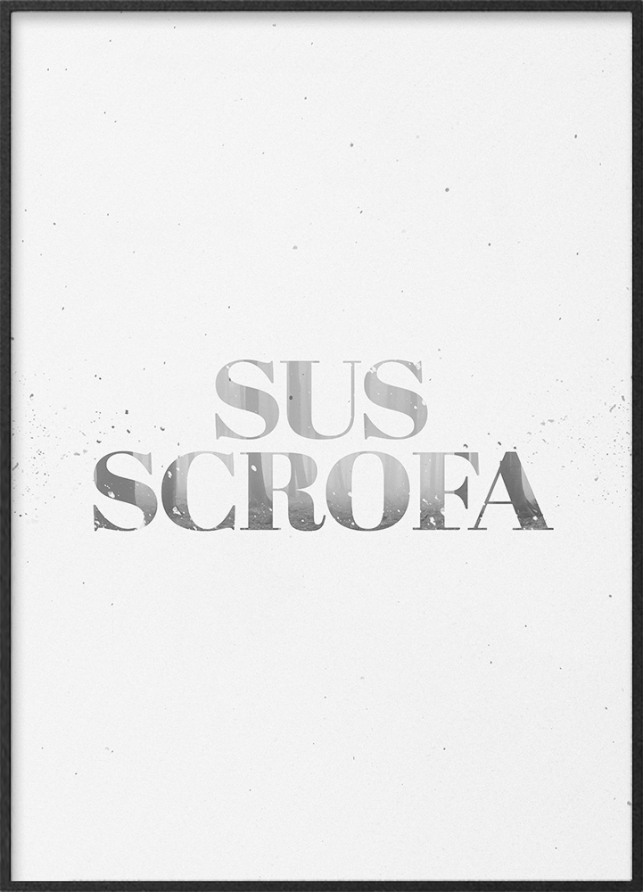 Sus scrofa - Wildesmotiv™ | Einzigartige Poster mit Wildtieren, Beeren ...