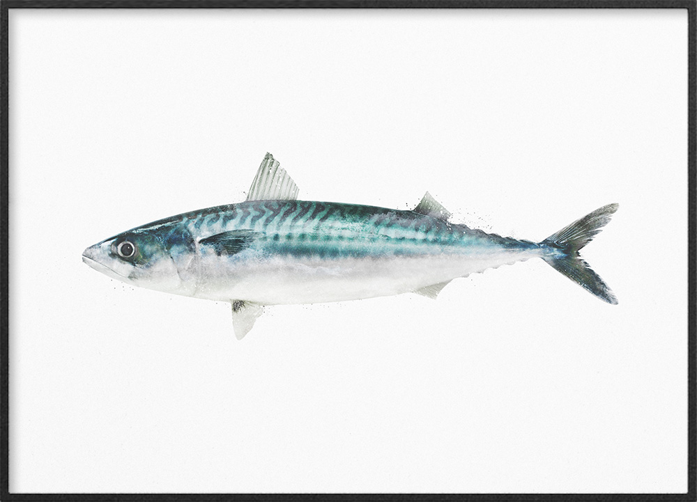Makrilli - Riistamotiivi™ | Ainutlaatuiset julisteet villieläimistä ...