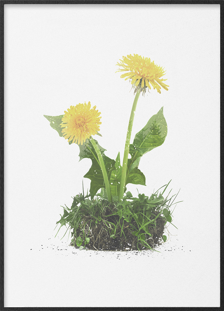 Maskros - Viltmotiv™ | Unika posters av vilda djur, bär och växter