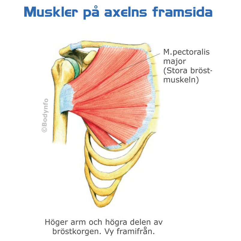 Plansch: Anatomi nacke-axlar - www.skadebutiken.se