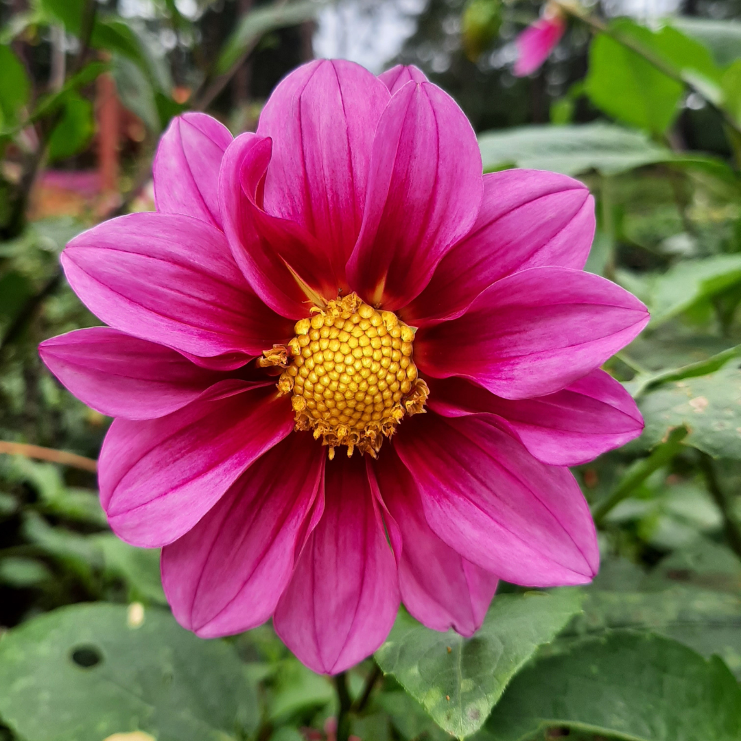 Dahlia - Opera Violet - Fröbanken