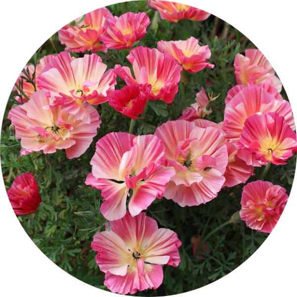 Sömntuta - Frilly Fun Mix - Fröbanken