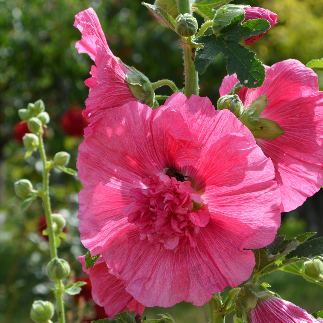 Stockros - Summer Carnival Pink - Fröbanken