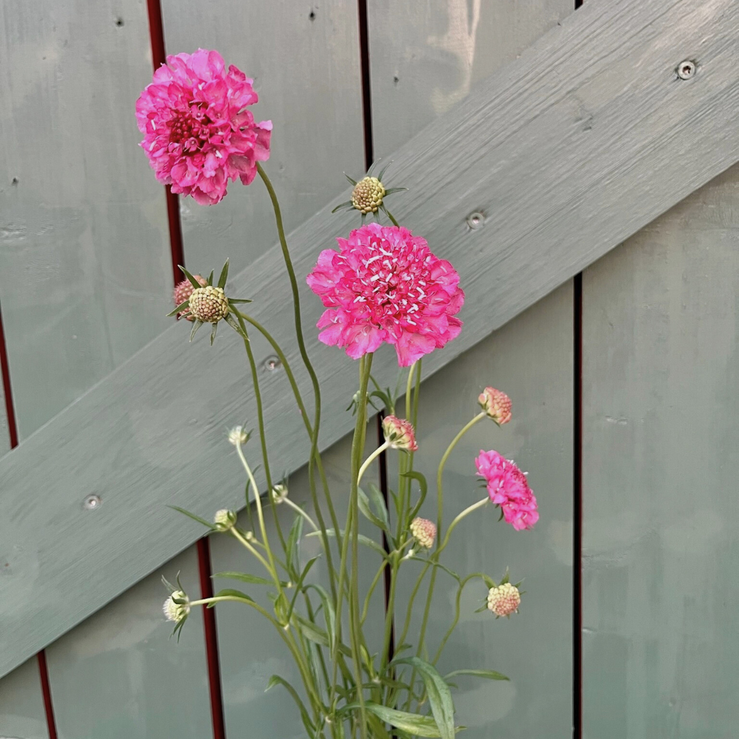 Praktvädd - Double Tall Rose - Fröbanken