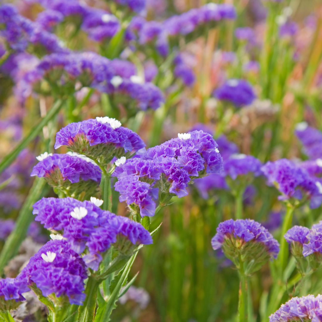 Risp - Purple - Fröbanken