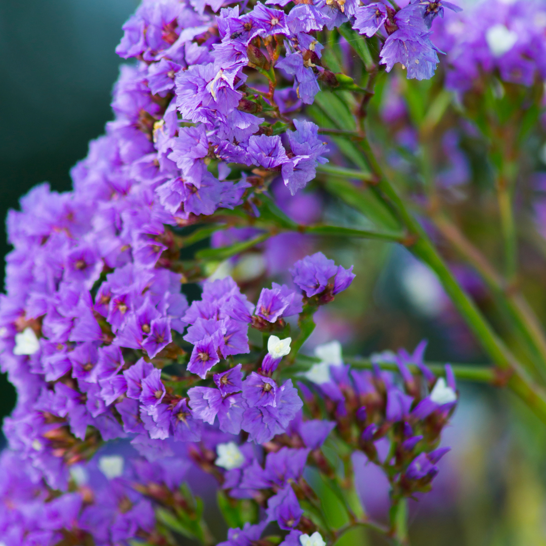 Risp - Purple - Fröbanken