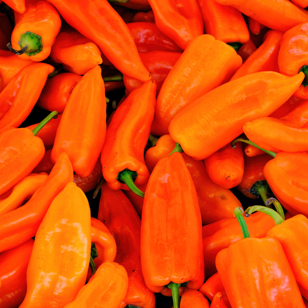 Ekologisk Paprika - Lady Lou - Fröbanken