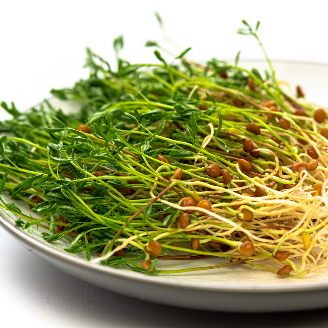 Ekologisk Microgreen - Gröna Linser - Fröbanken