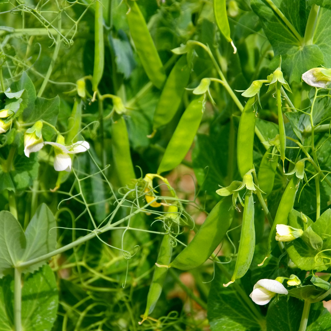 Sockerärt - Oregon Sugar Pod - Fröbanken
