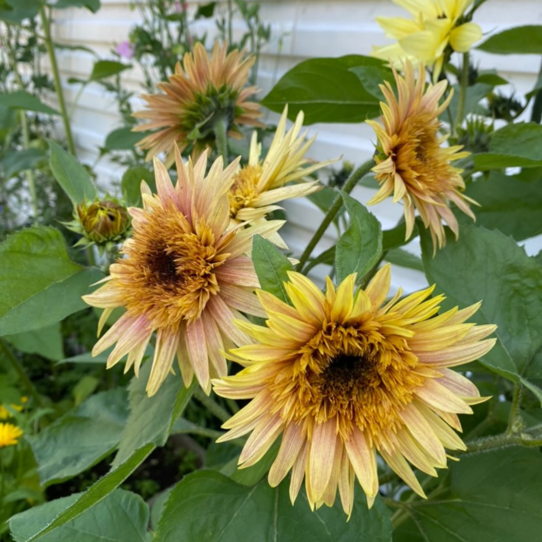 Solros - Astra Rose Cream - Fröbanken