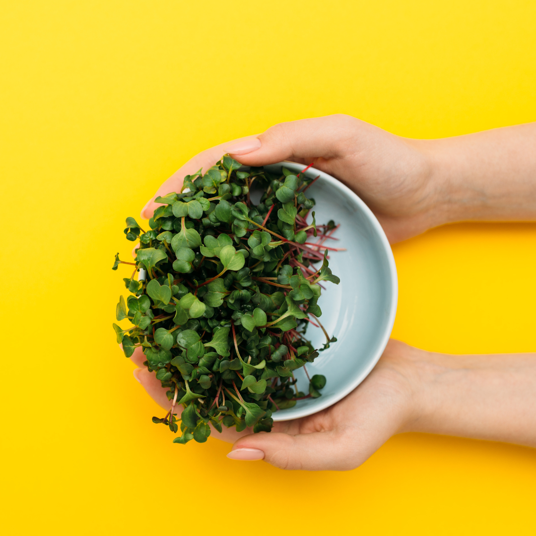 Microgreen - Red Pak Choi - Fröbanken