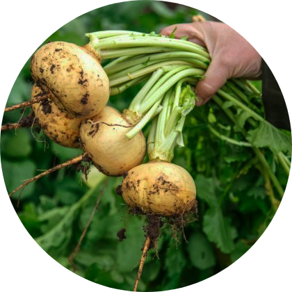 Majrova - Petrowski - Fröbanken