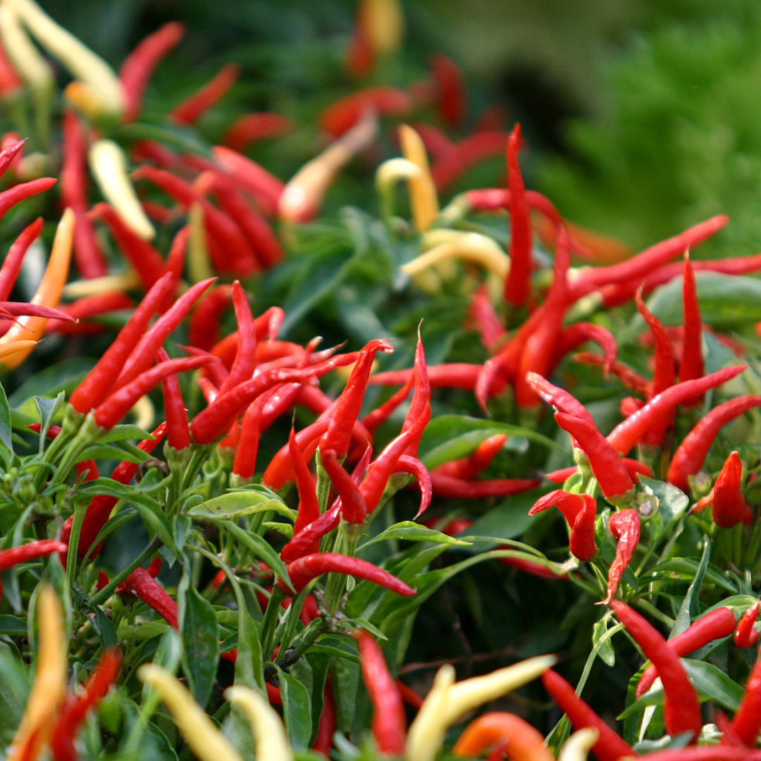 Ekologisk Chili - Red Gunda - Fröbanken