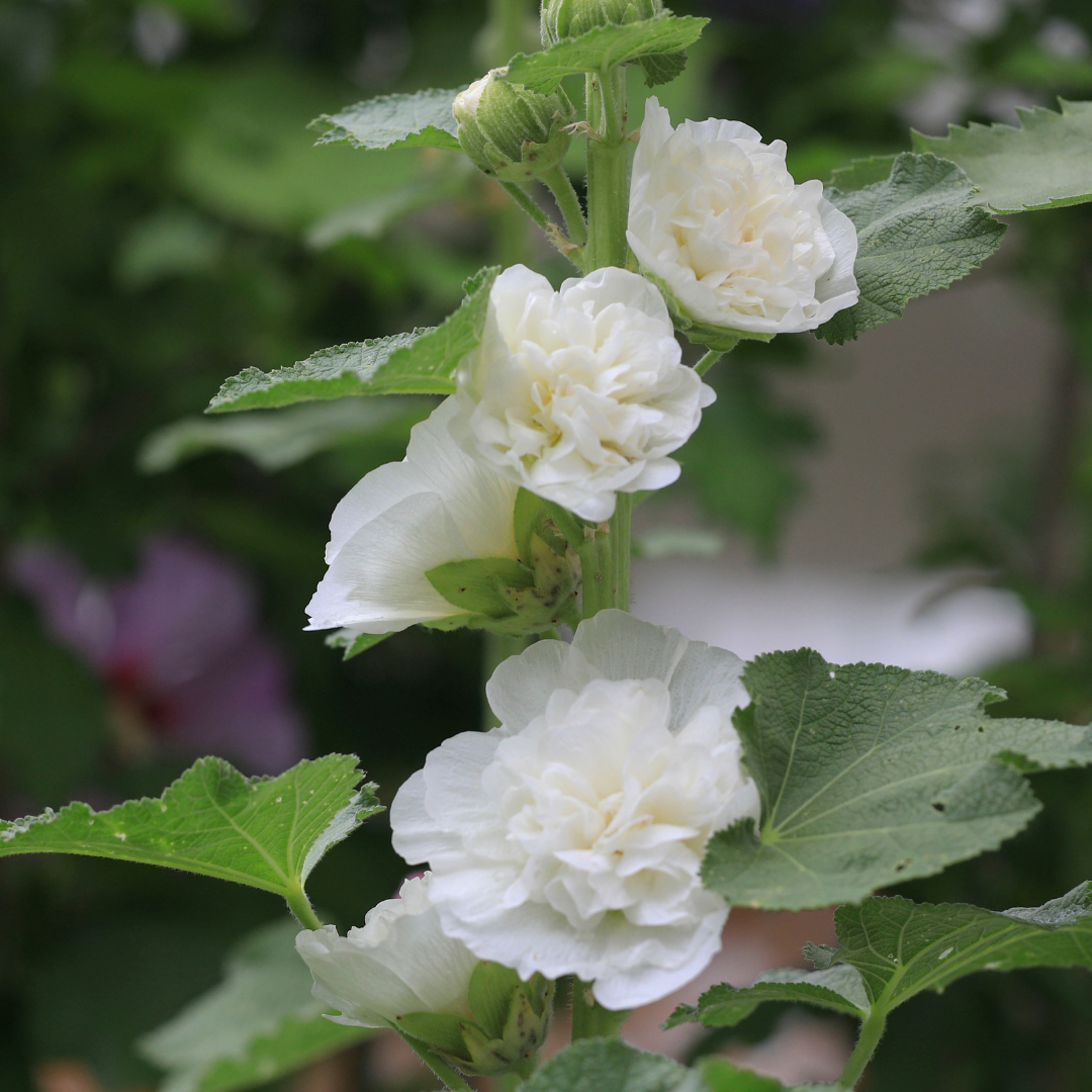 Stockros - Chaters White - Fröbanken