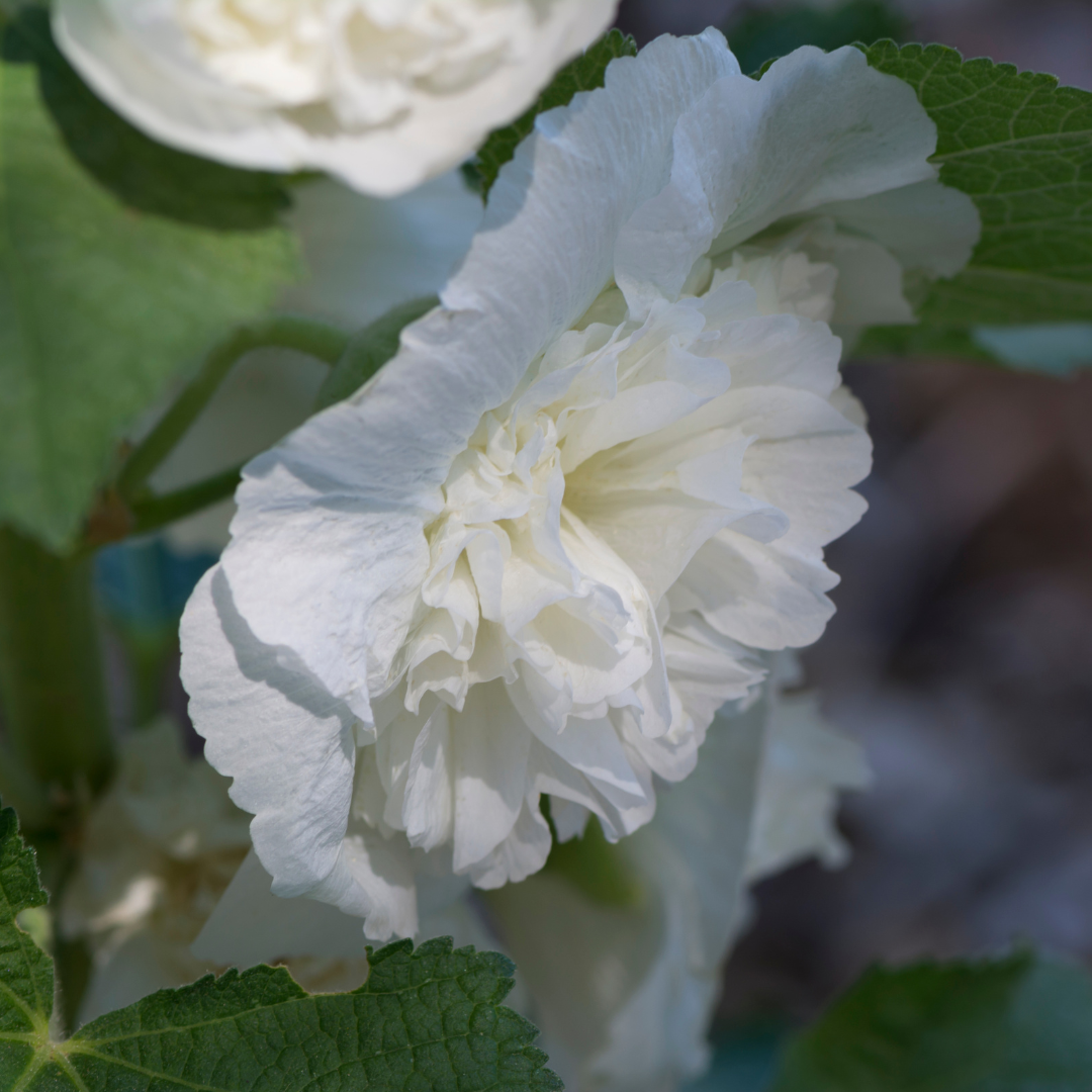 Stockros - Chaters White - Fröbanken
