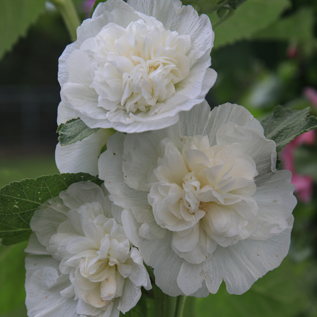 Stockros - Chaters White - Fröbanken