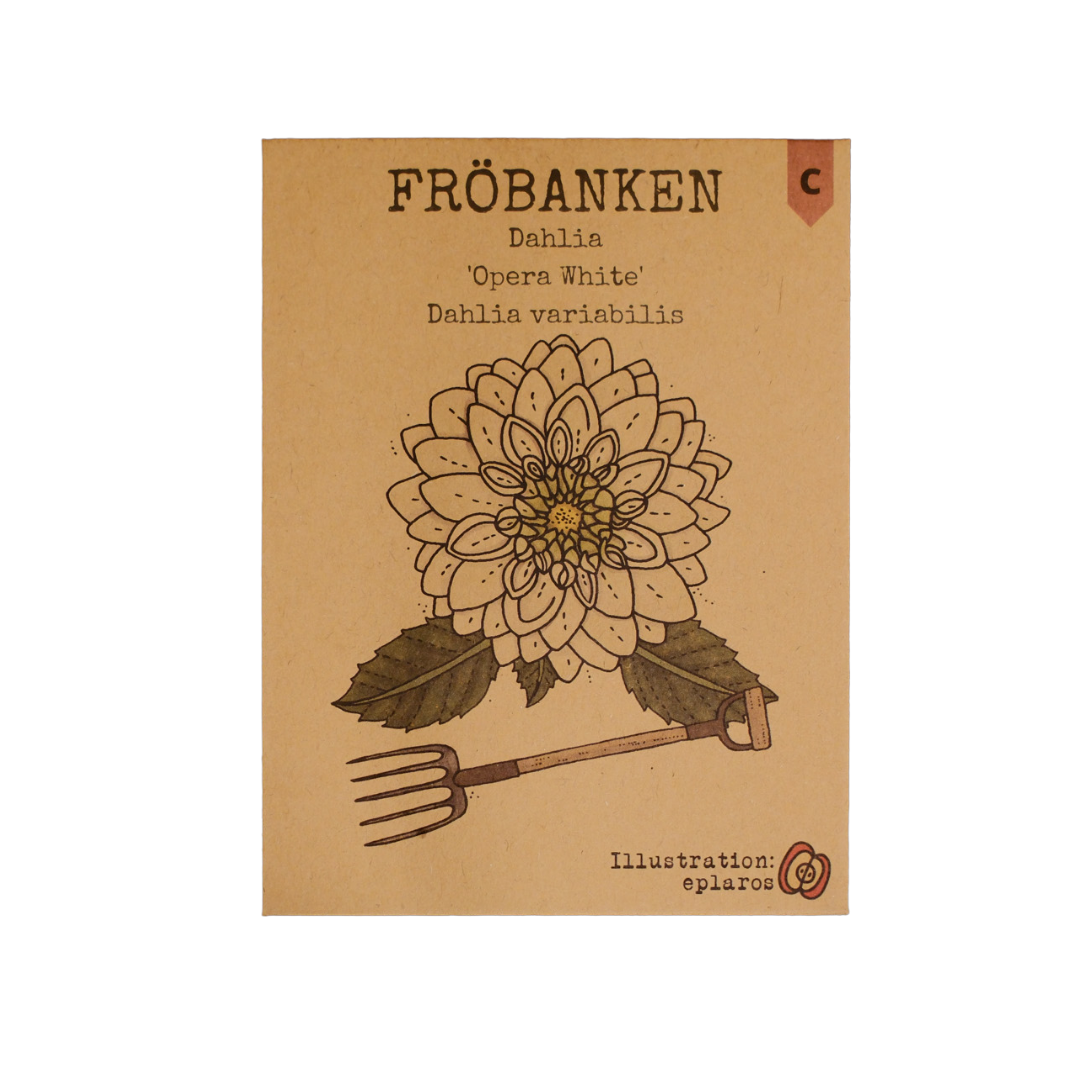 Dahlia - Opera White - Fröbanken