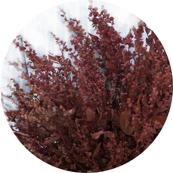 Trädgårdsmålla - Red Plume - Fröbanken