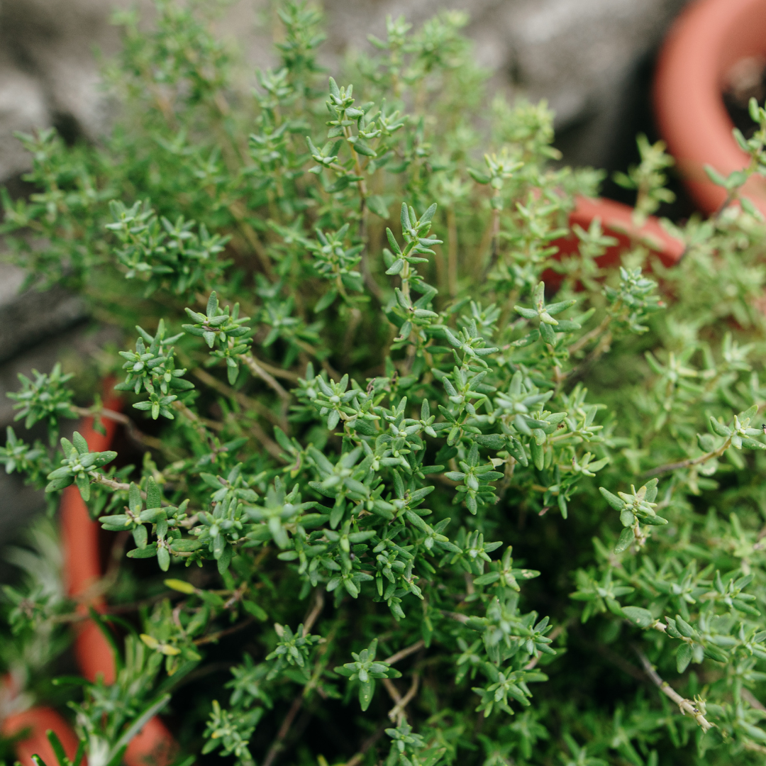 Ekologisk Timjan - English Winter - Fröbanken