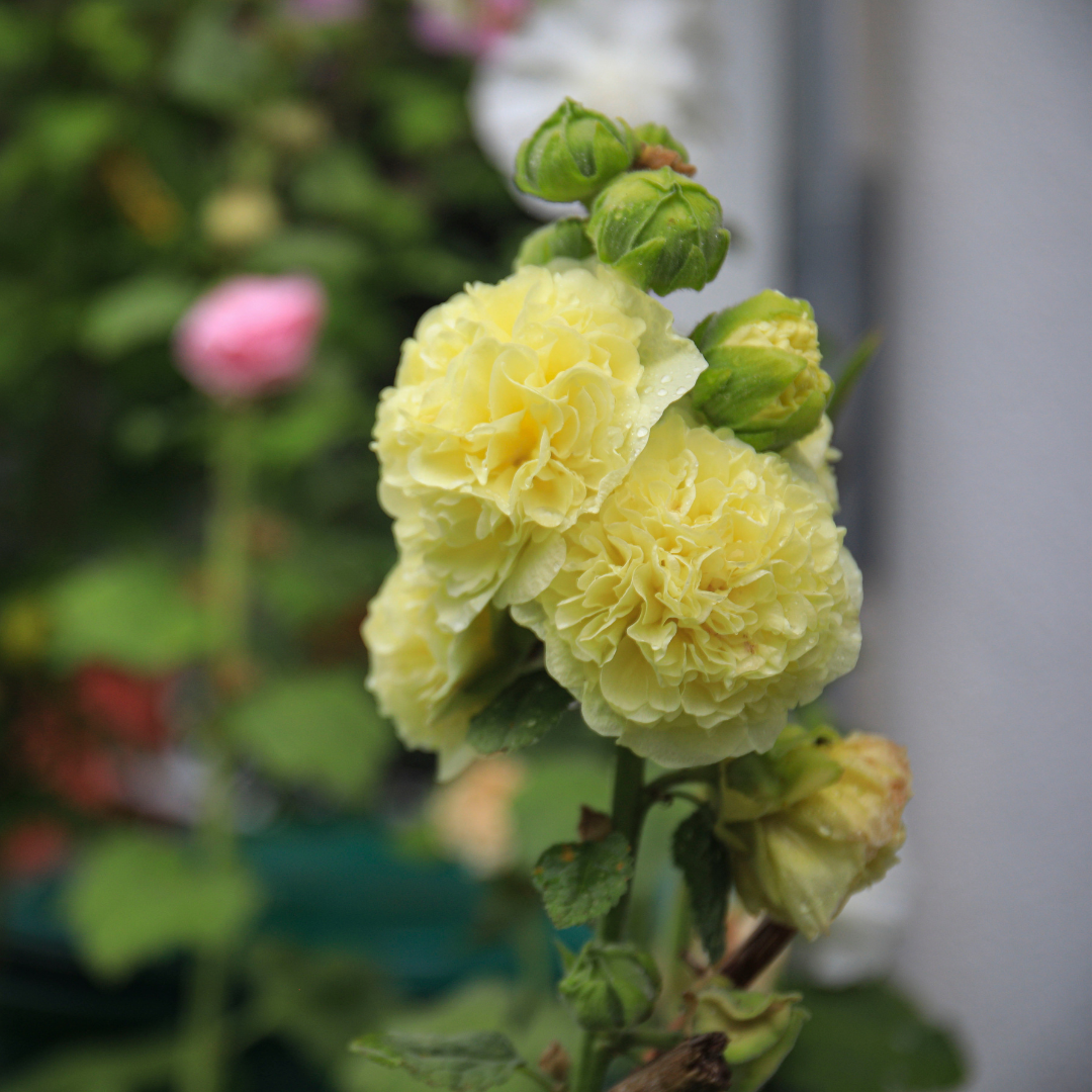 Stockros - Chaters Golden Yellow - Fröbanken