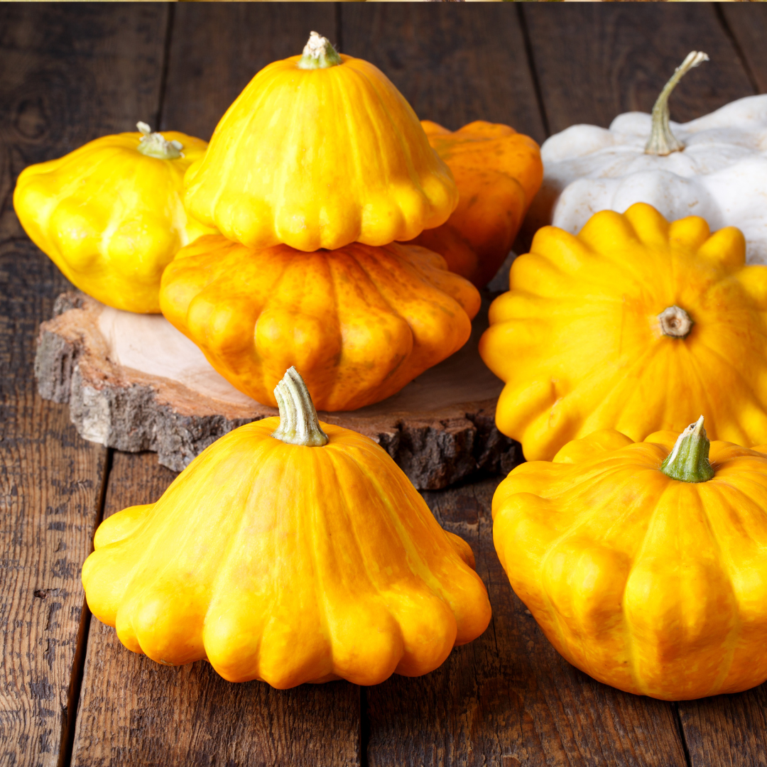 Squash - Patisson Jaune - Tefatspumpa - Fröbanken