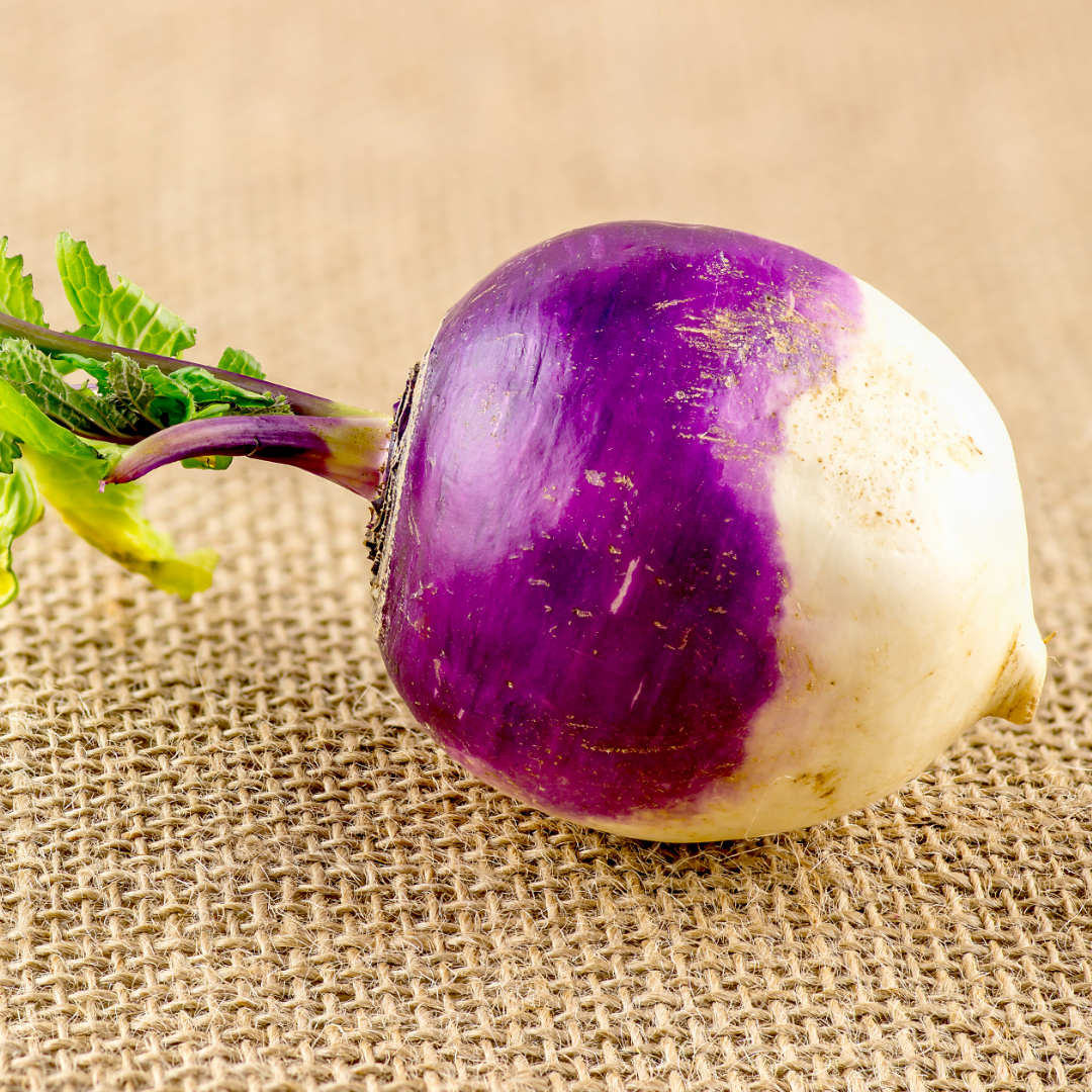 Majrova - Purple Top White Globe - Kultursort - Fröbanken