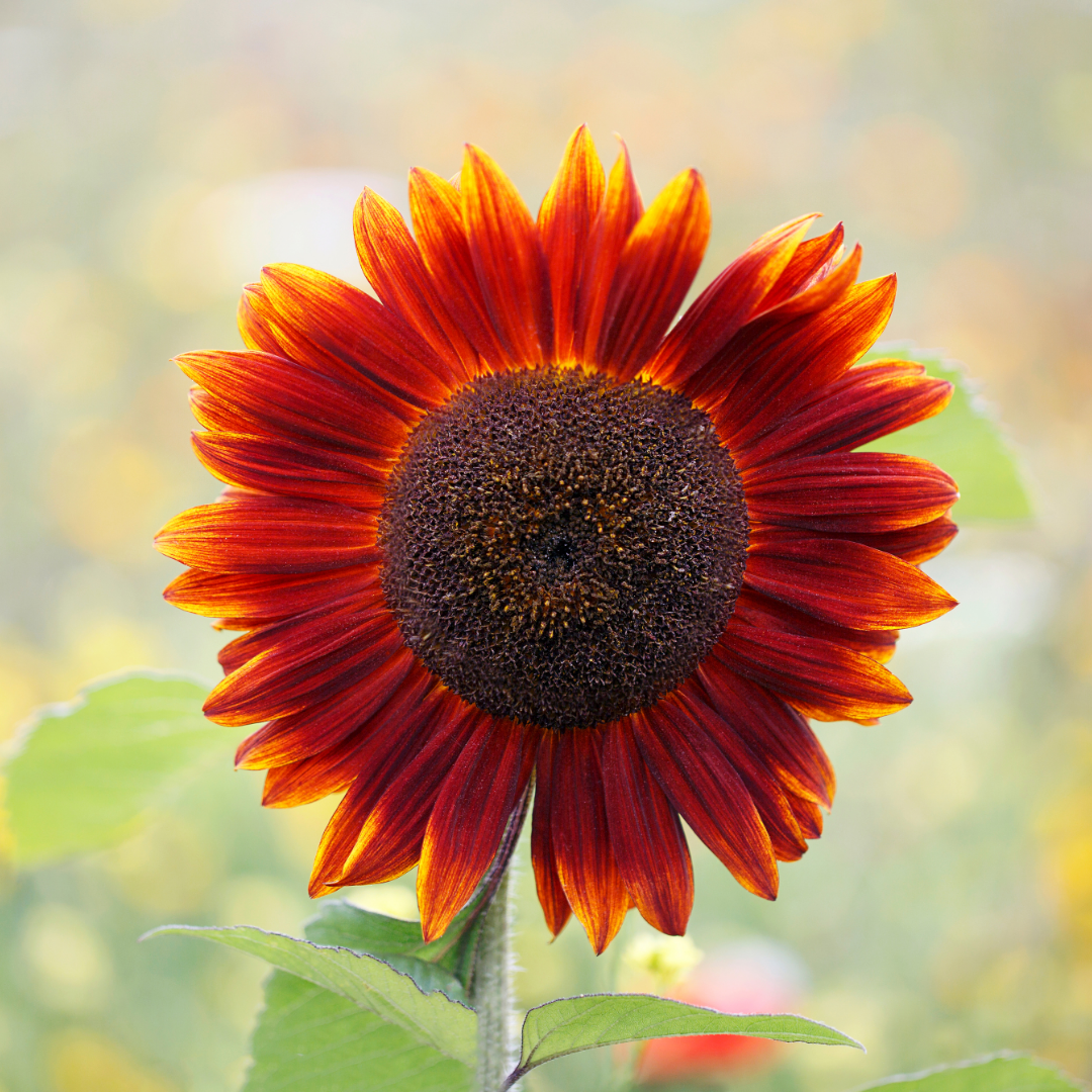 Solros - Evening Sun - Fröbanken