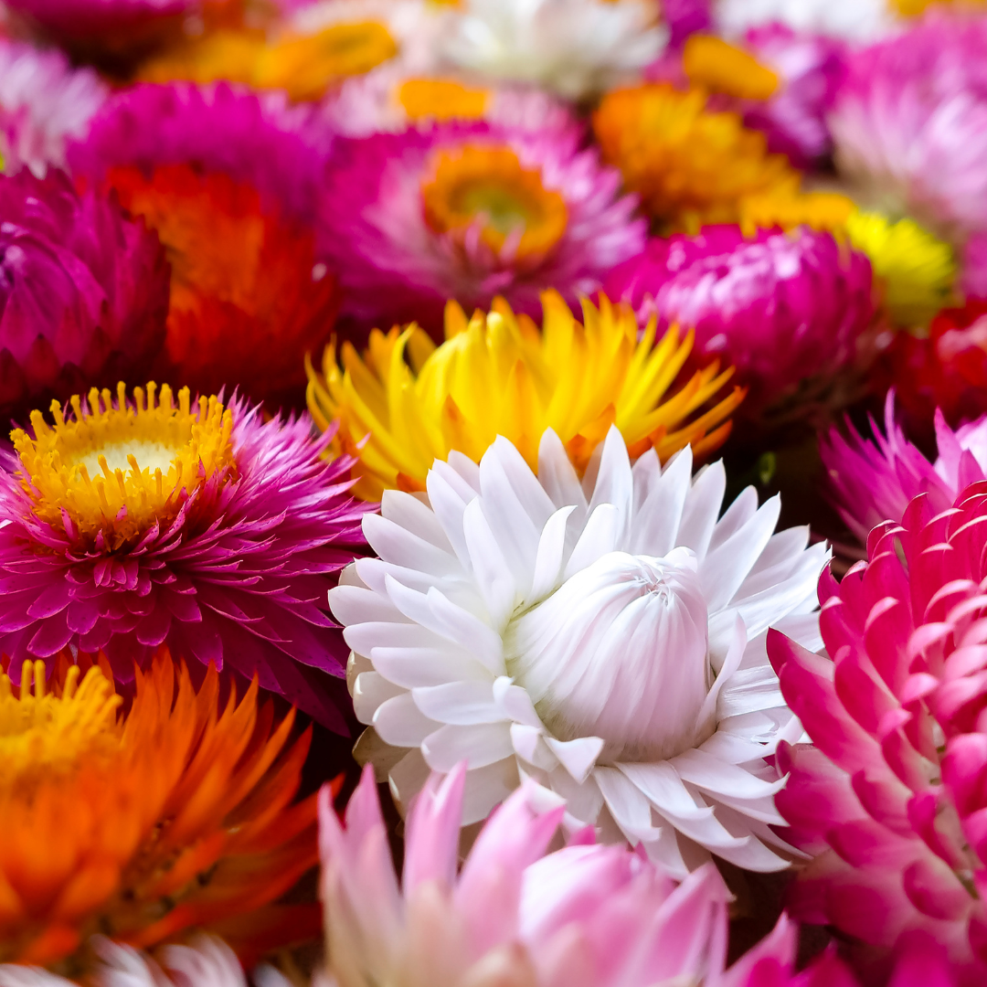 Jätteeternell - Everlasting Mix - Eternell - Fröbanken