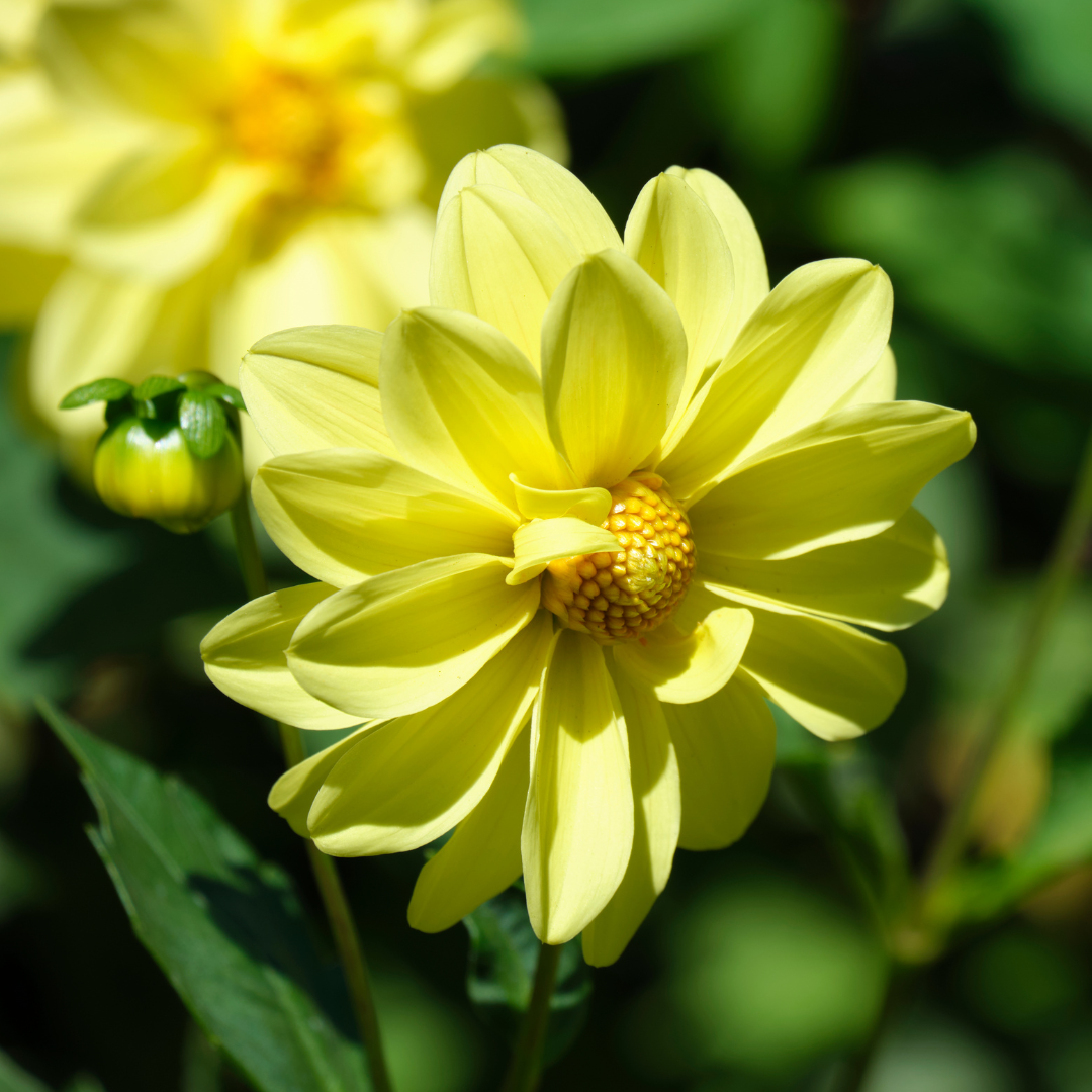 Dahlia - Opera Yellow - Fröbanken