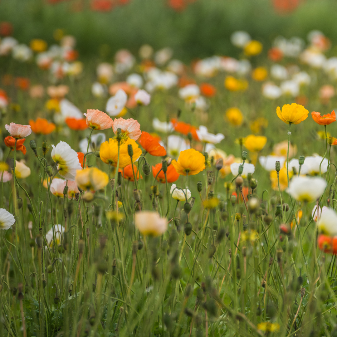 Sibirisk Vallmo - Victory Giant - Isländsk Vallmo - Fröbanken