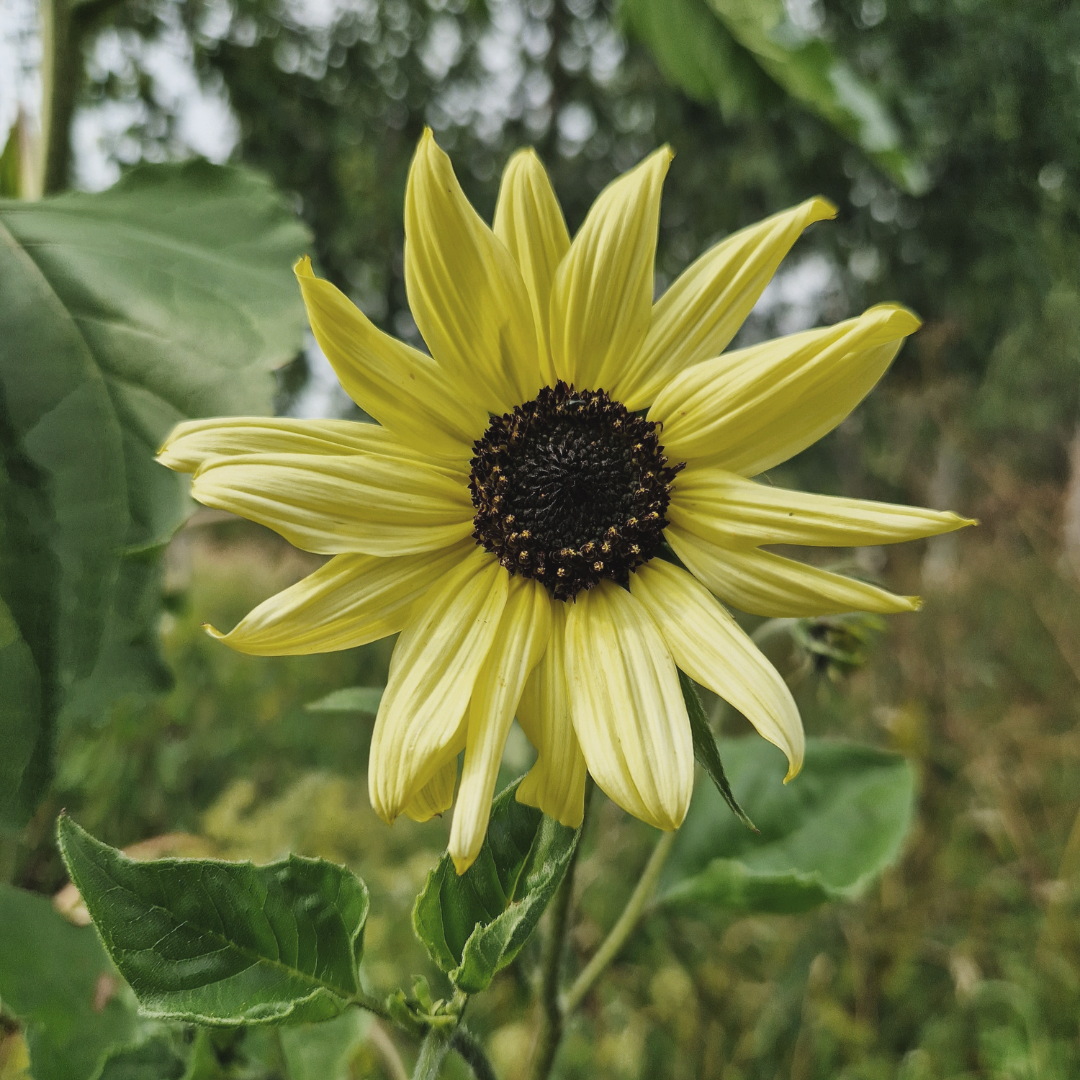 Solros - Ice Cream - Fröbanken