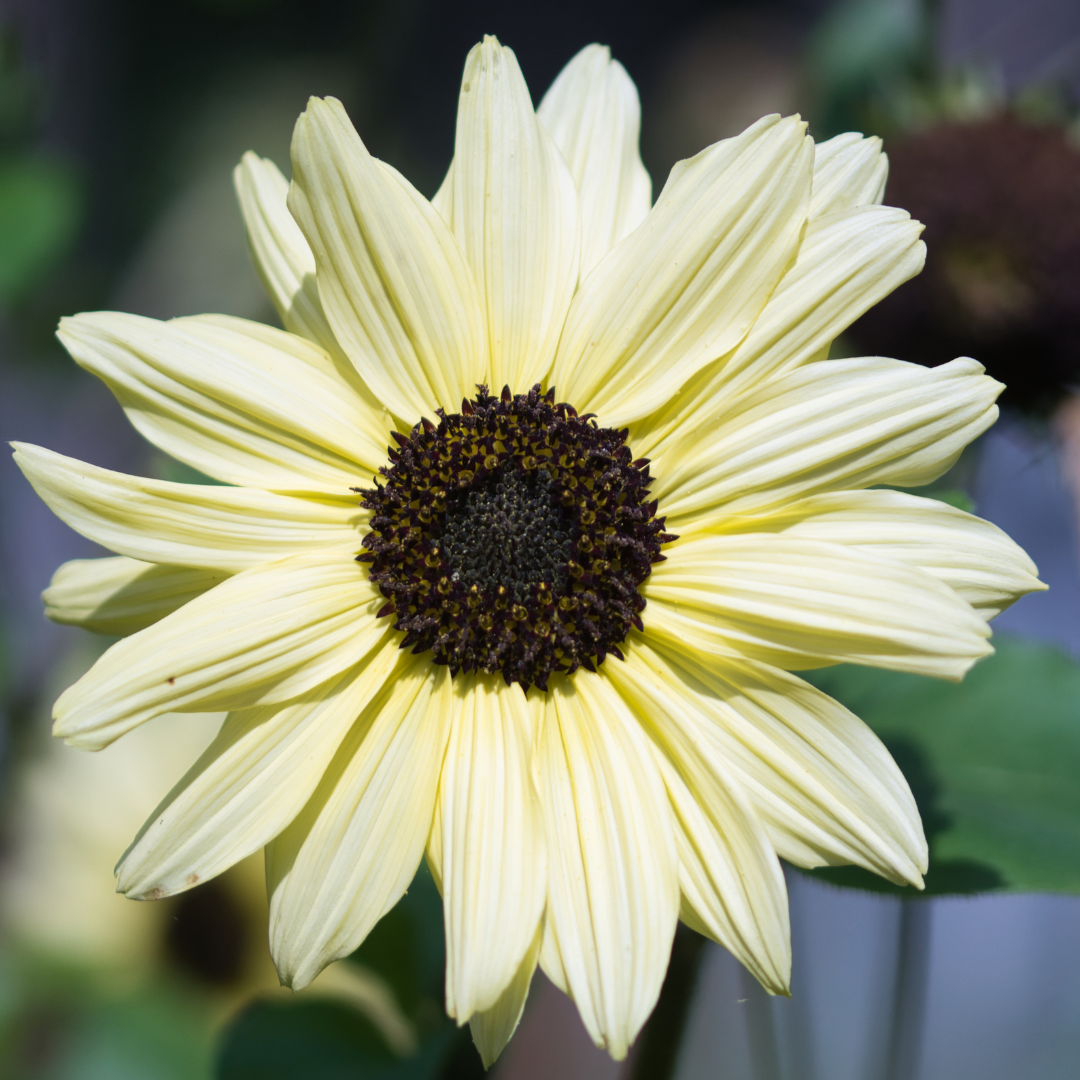 Minisolros - Italian White - Kultursort - Fröbanken