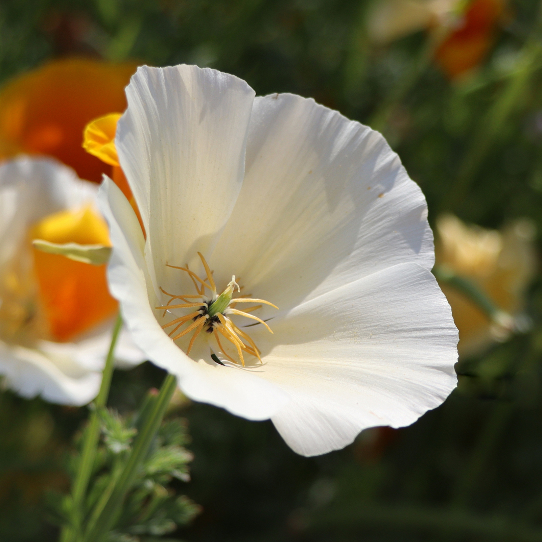 Sömntuta - Frilly Fun White - Fröbanken